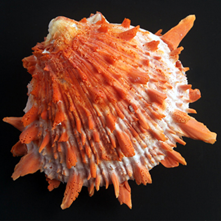 Sea Shell City Museum, Museo de Conchas | 101 Museos