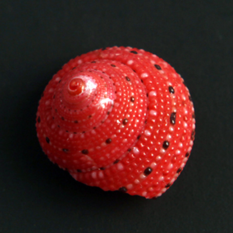 Sea Shell City Museum, Museo de Conchas | 101 Museos