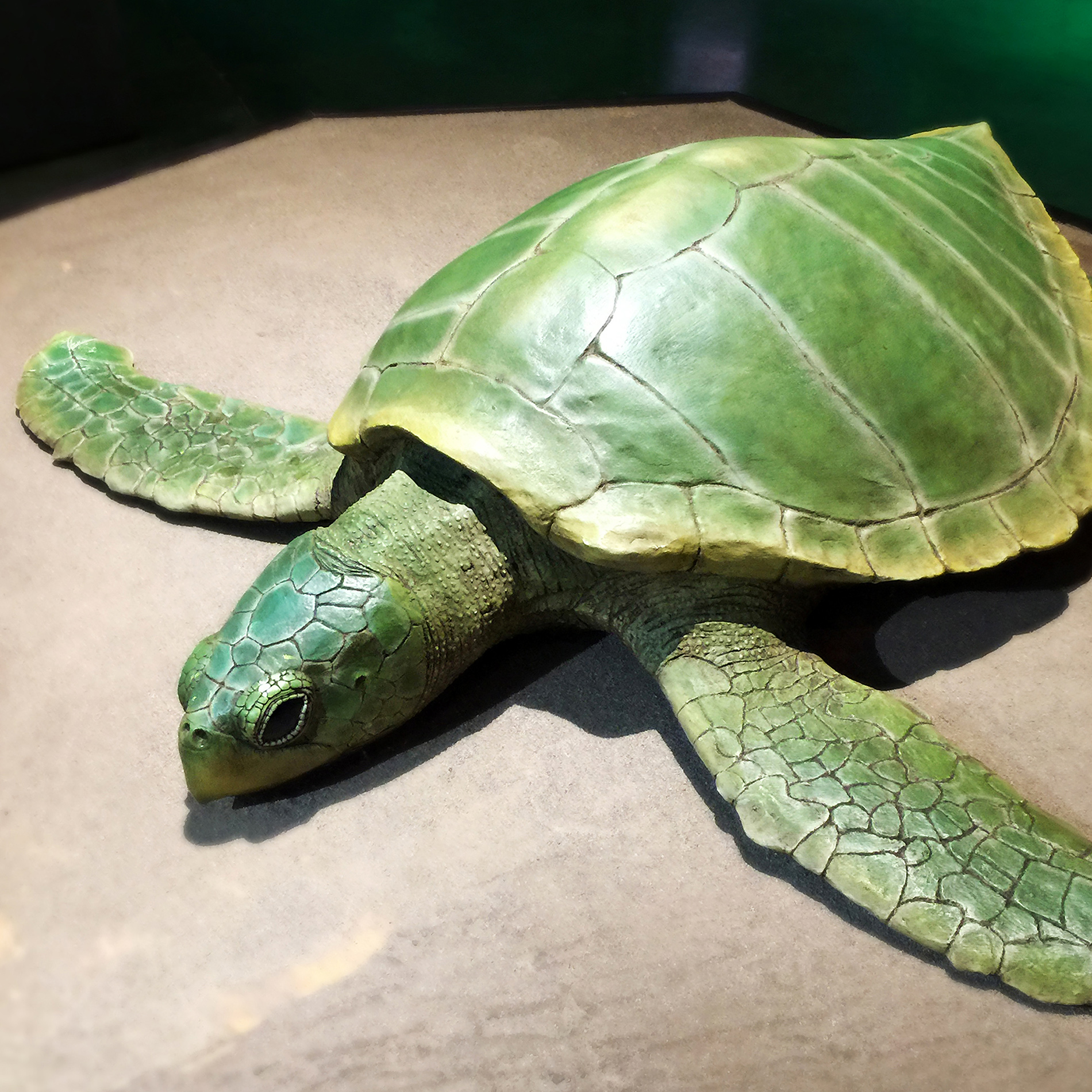 Museo de Historia Natural de Tamaulipas (TAMUX) | 101 Museos